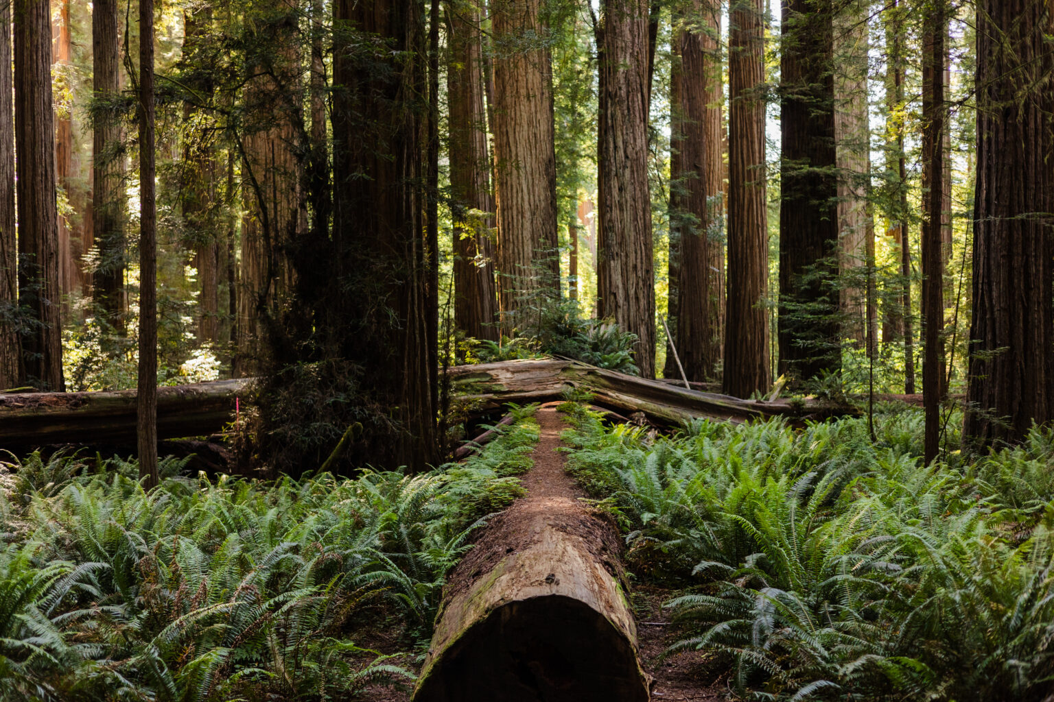 The Complete Redwoods Elopement Guide (Updated for 2024)