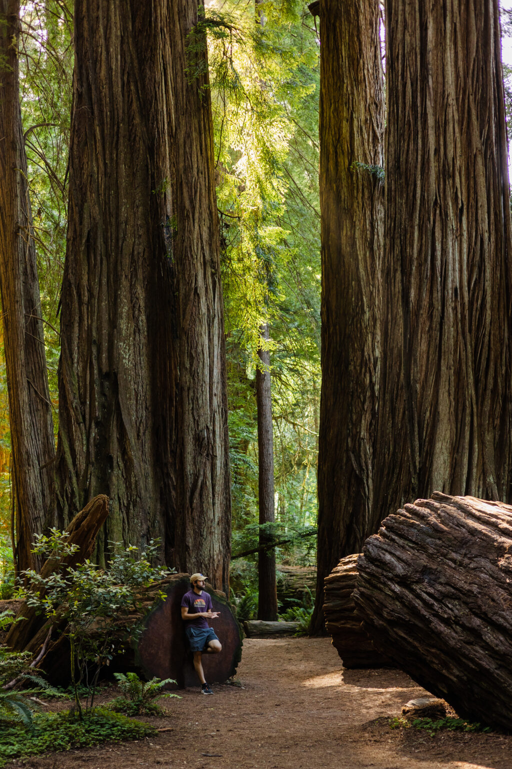 The Complete Redwoods Elopement Guide (Updated for 2024)